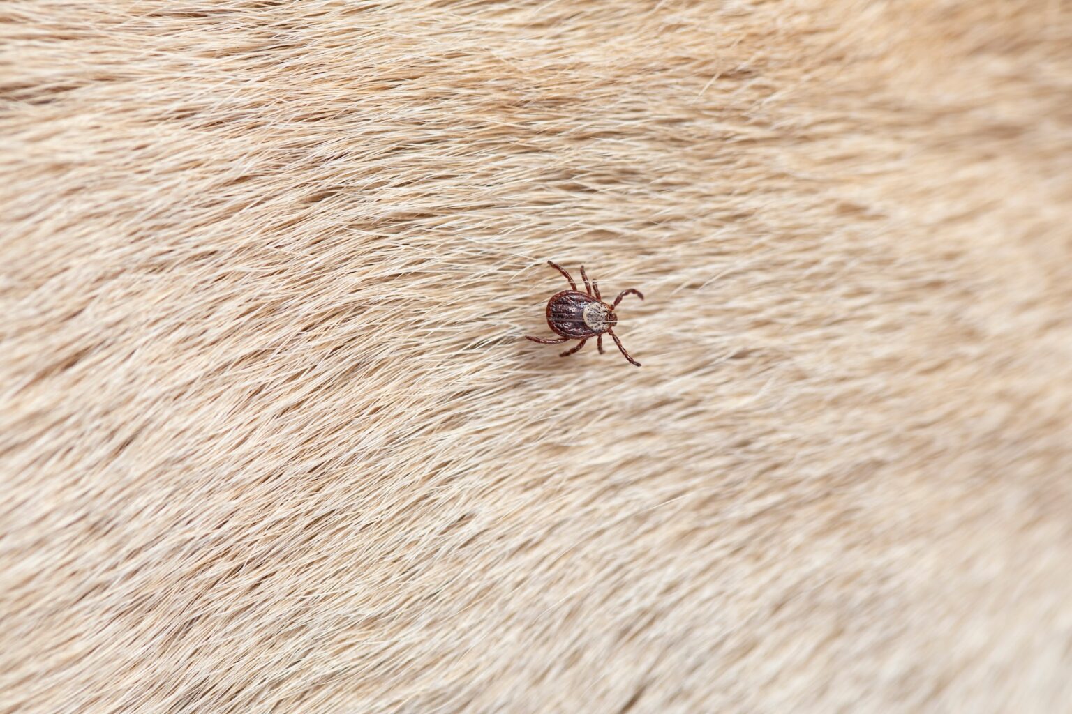 Annual 4DX Testing for Dogs | Fort Washington Vet Hospital