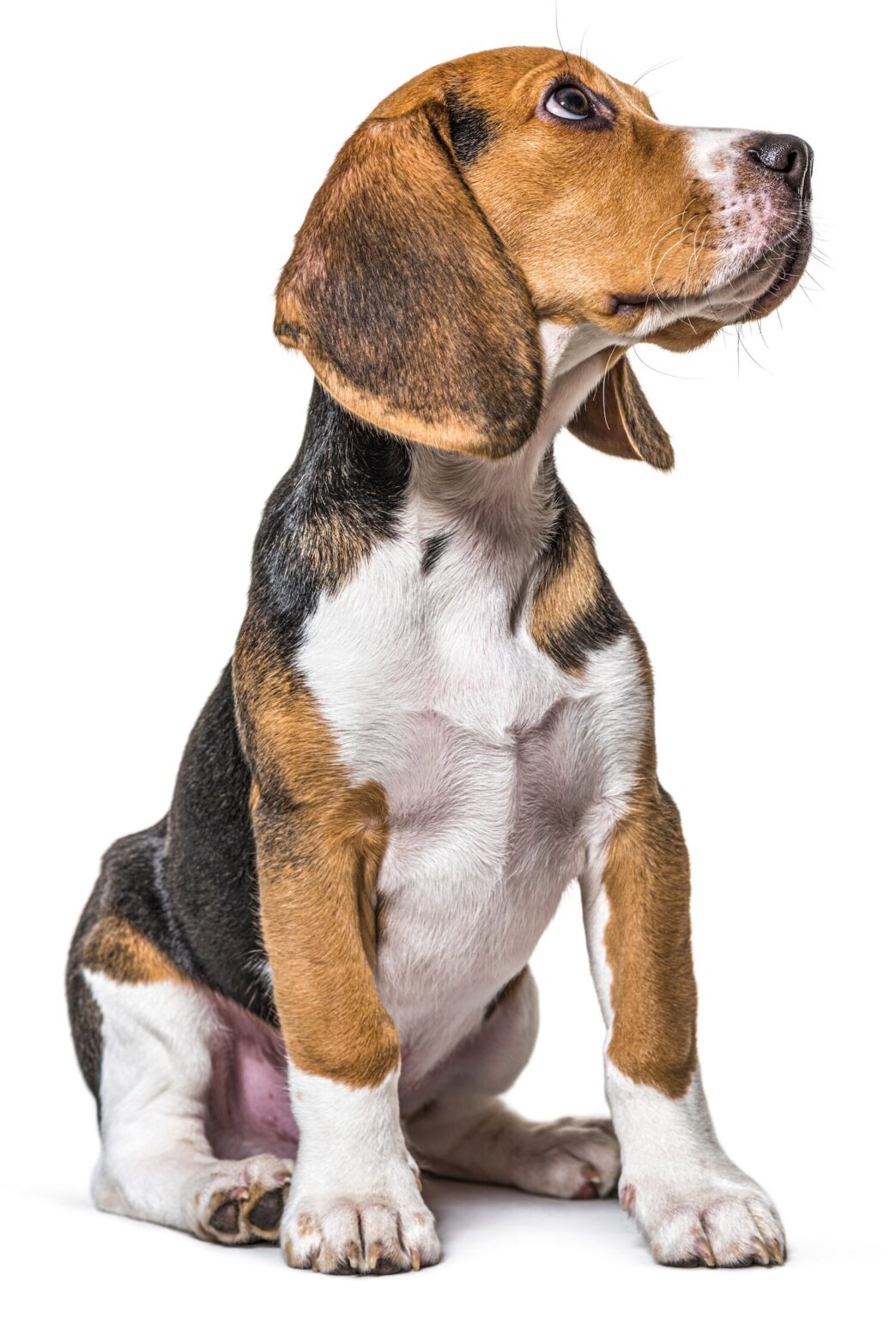 Trusted Animal Hospital in Fort Washington & Flourtown