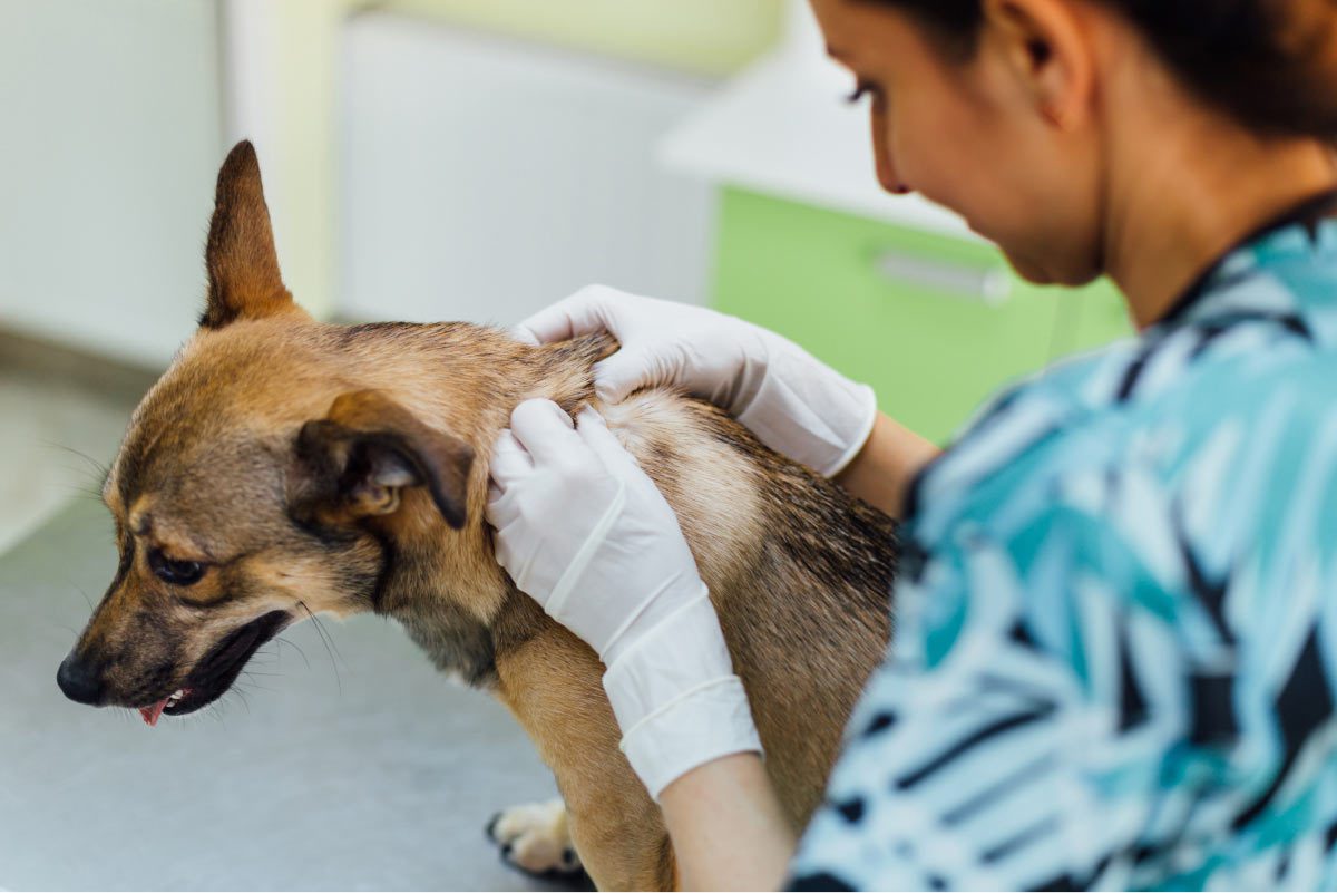 Annual 4DX Testing for Dogs | Fort Washington Vet Hospital